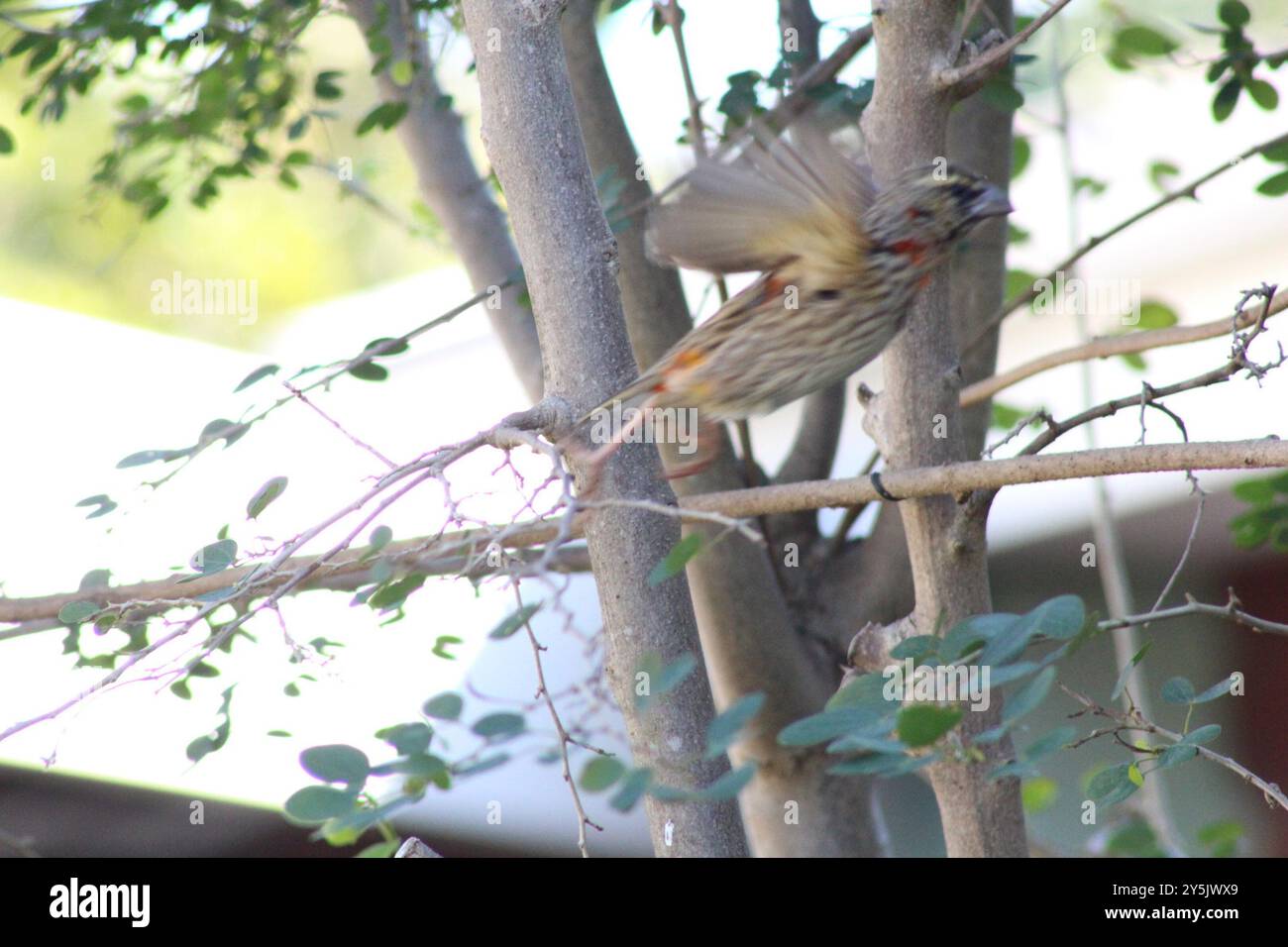 Southern Red Bishop (Euplectes orix) Aves Stock Photo - Alamy