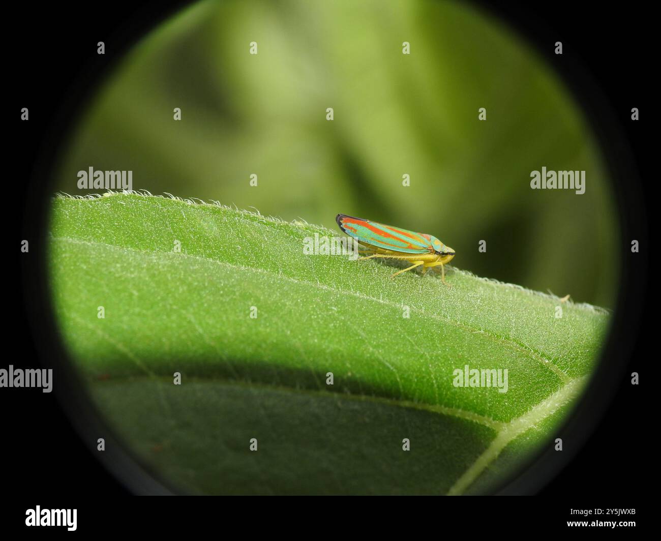 Red-banded Leafhopper (Graphocephala coccinea) Insecta Stock Photo - Alamy