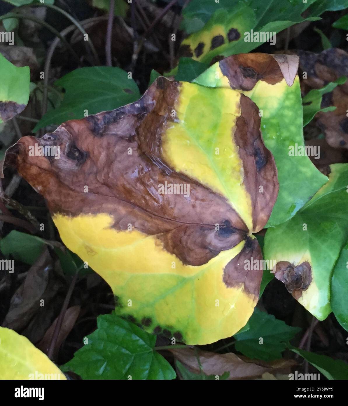 Xanthomonas hi-res stock photography and images - Alamy