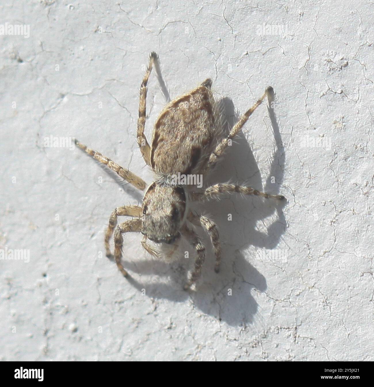 Gray Wall Jumping Spider (Menemerus bivittatus) Arachnida Stock Photo ...