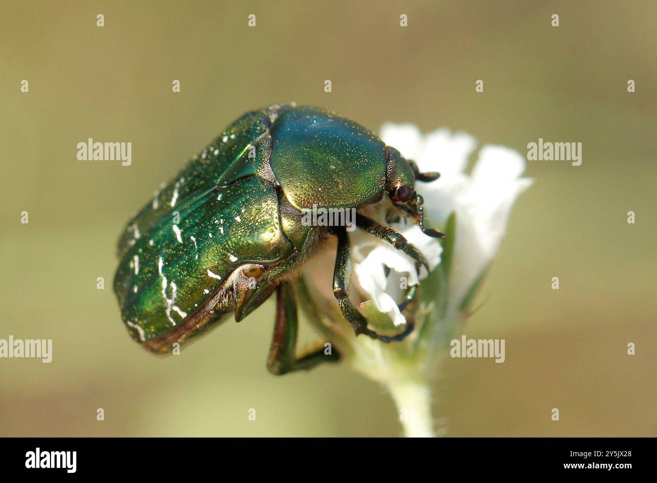 European Rose Chafer (Cetonia aurata) Insecta Stock Photo - Alamy