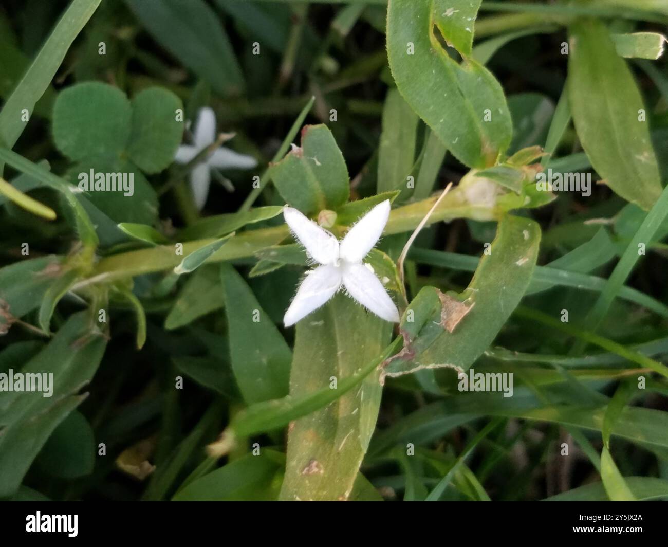 buttonweed (Diodia virginiana) Plantae Stock Photo - Alamy