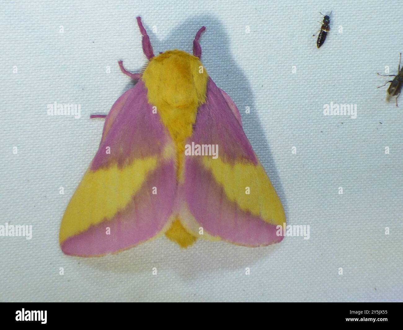 Rosy Maple Moth (Dryocampa rubicunda) Insecta Stock Photo - Alamy