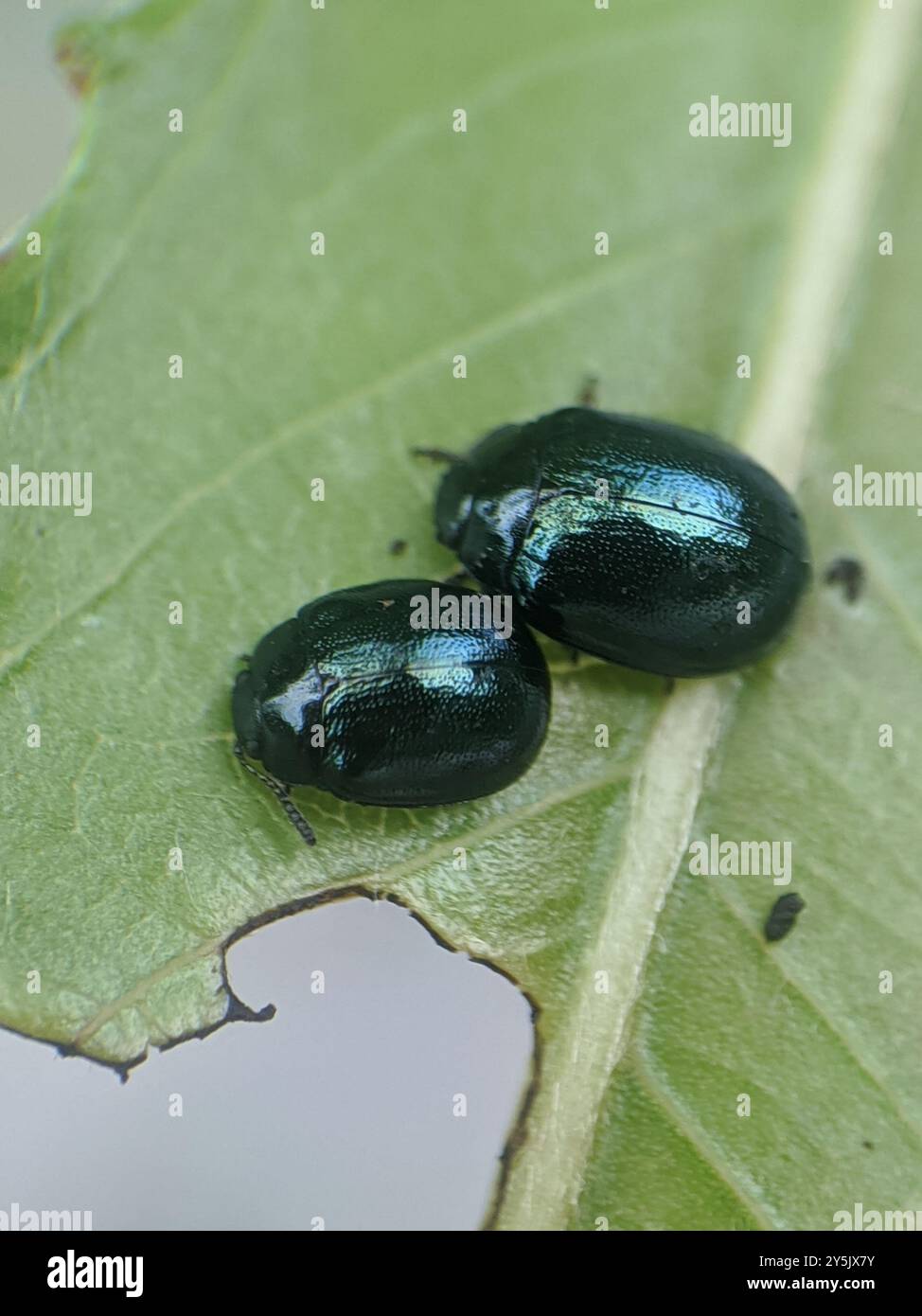 Willow Leaf Beetle (Plagiodera versicolora) Insecta Stock Photo - Alamy