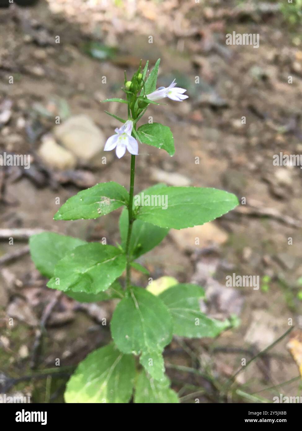 Indian tobacco (Lobelia inflata) Plantae Stock Photo - Alamy