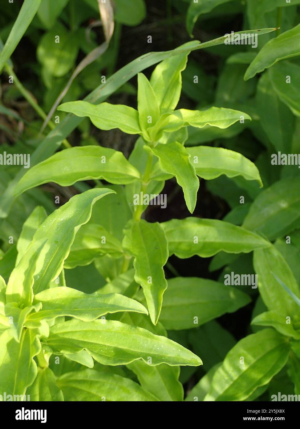common soapwort (Saponaria officinalis) Plantae Stock Photo - Alamy