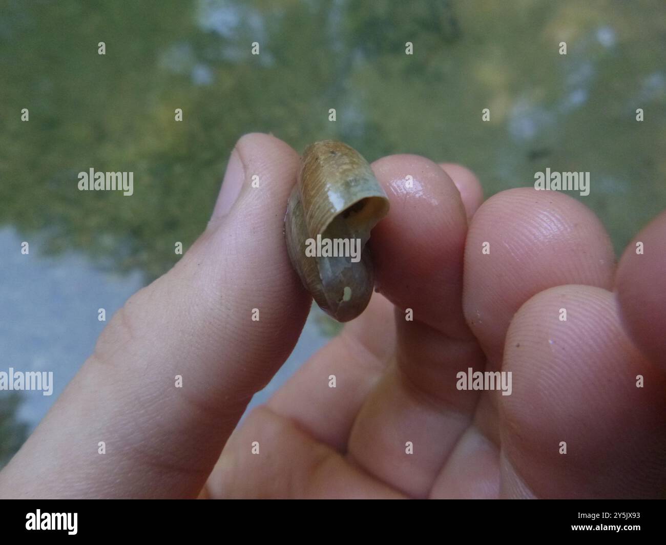 Large Glass Snail (Aegopis verticillus) Mollusca Stock Photo - Alamy
