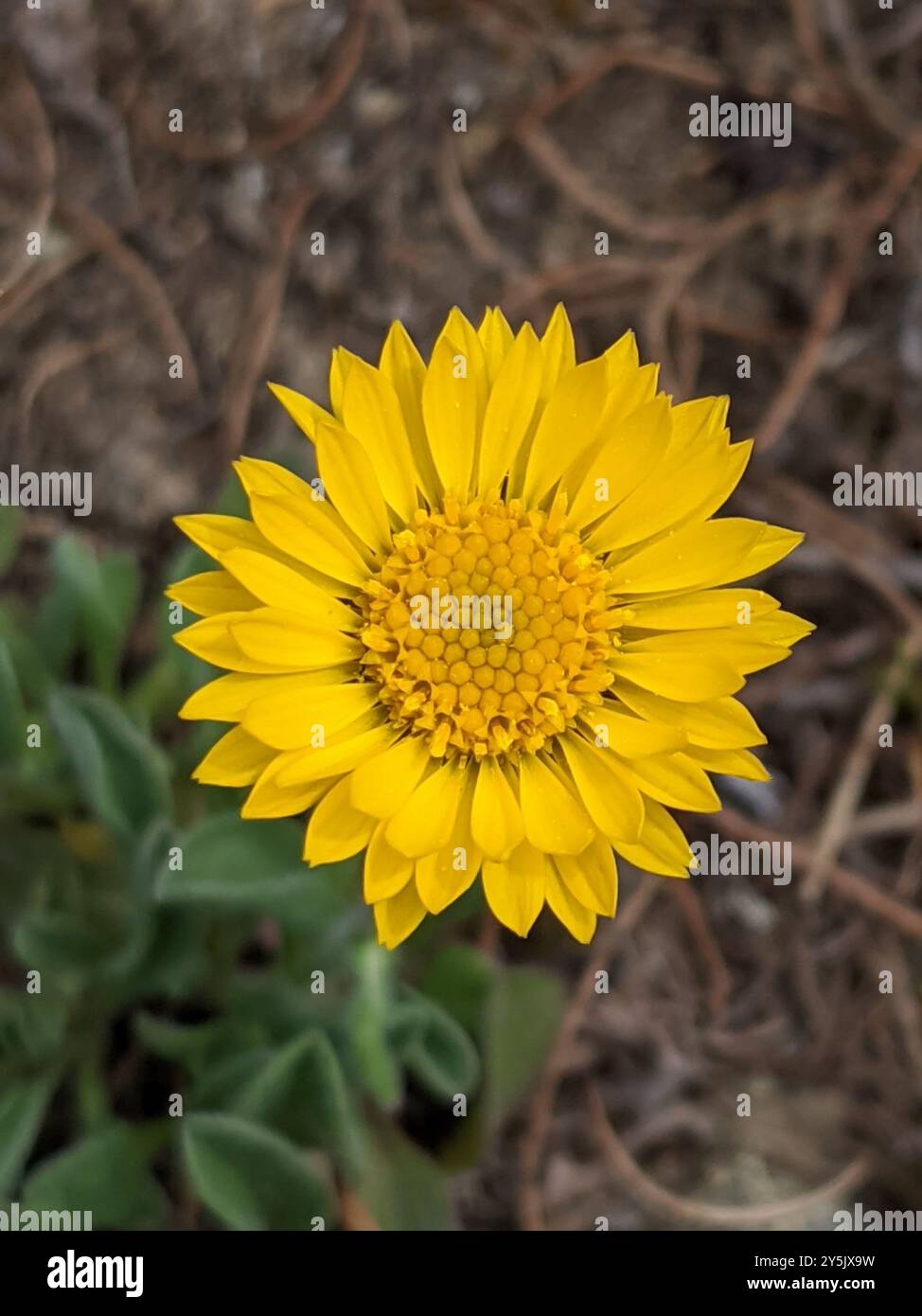 Alpine Yellow Fleabane (Erigeron aureus) Plantae Stock Photo - Alamy