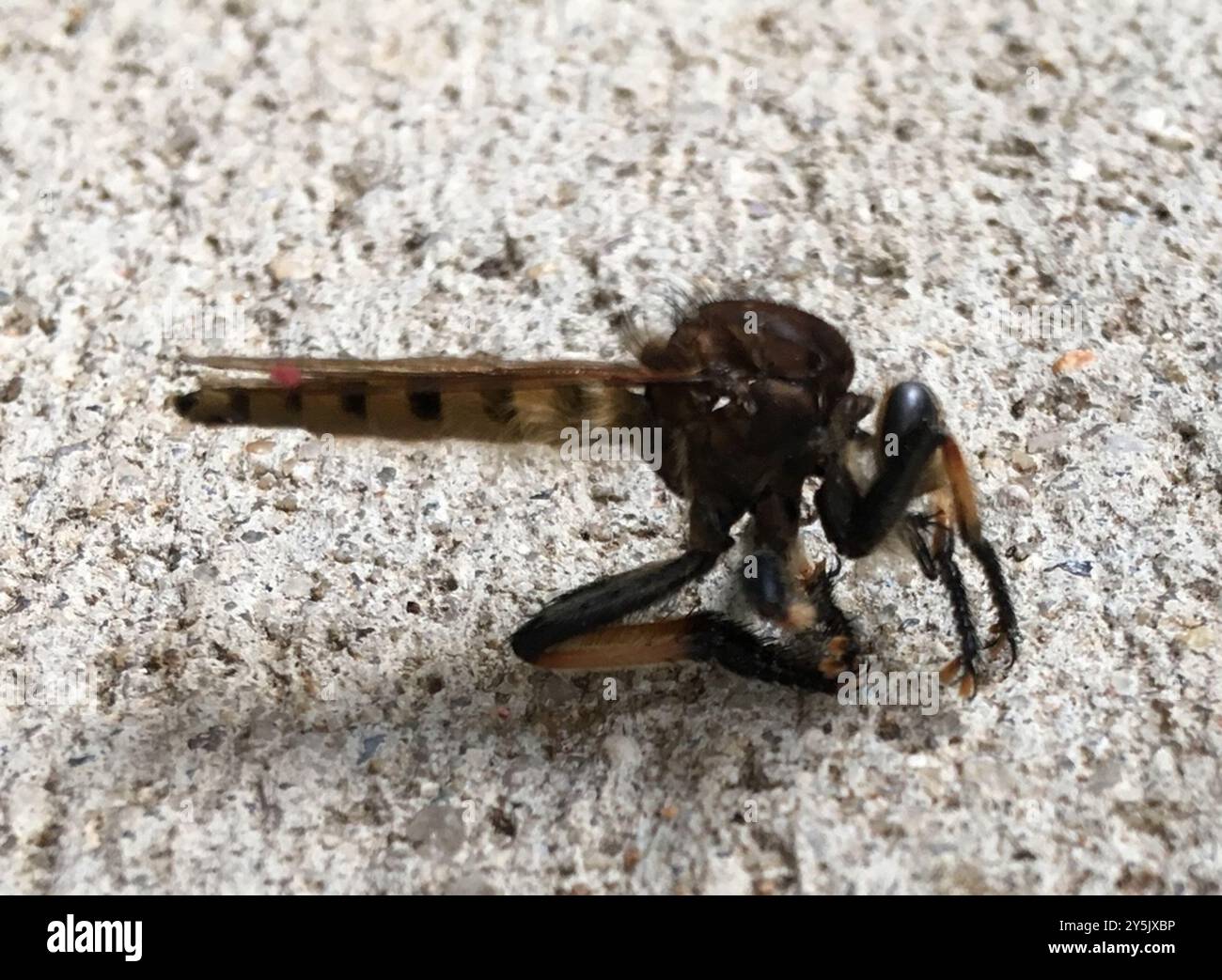 Red-footed Cannibal Fly (Promachus rufipes) Insecta Stock Photo - Alamy