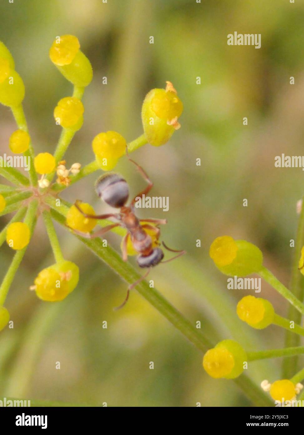 Wood, Mound, and Field Ants (Formica) Insecta Stock Photo - Alamy