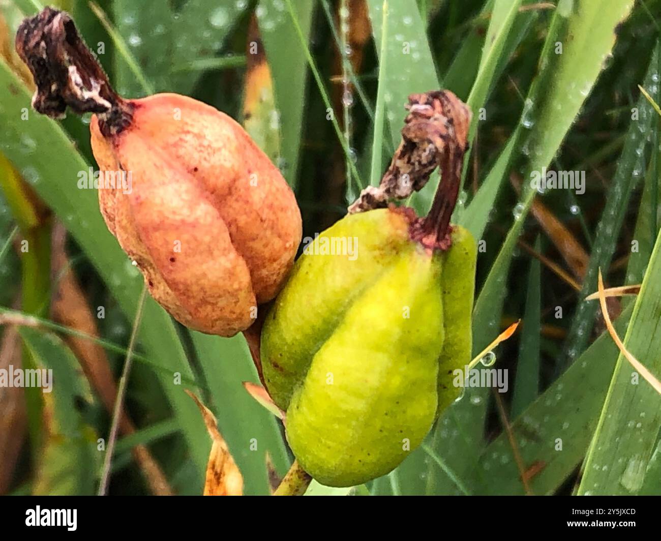 beach-head iris (Iris hookeri) Plantae Stock Photo - Alamy