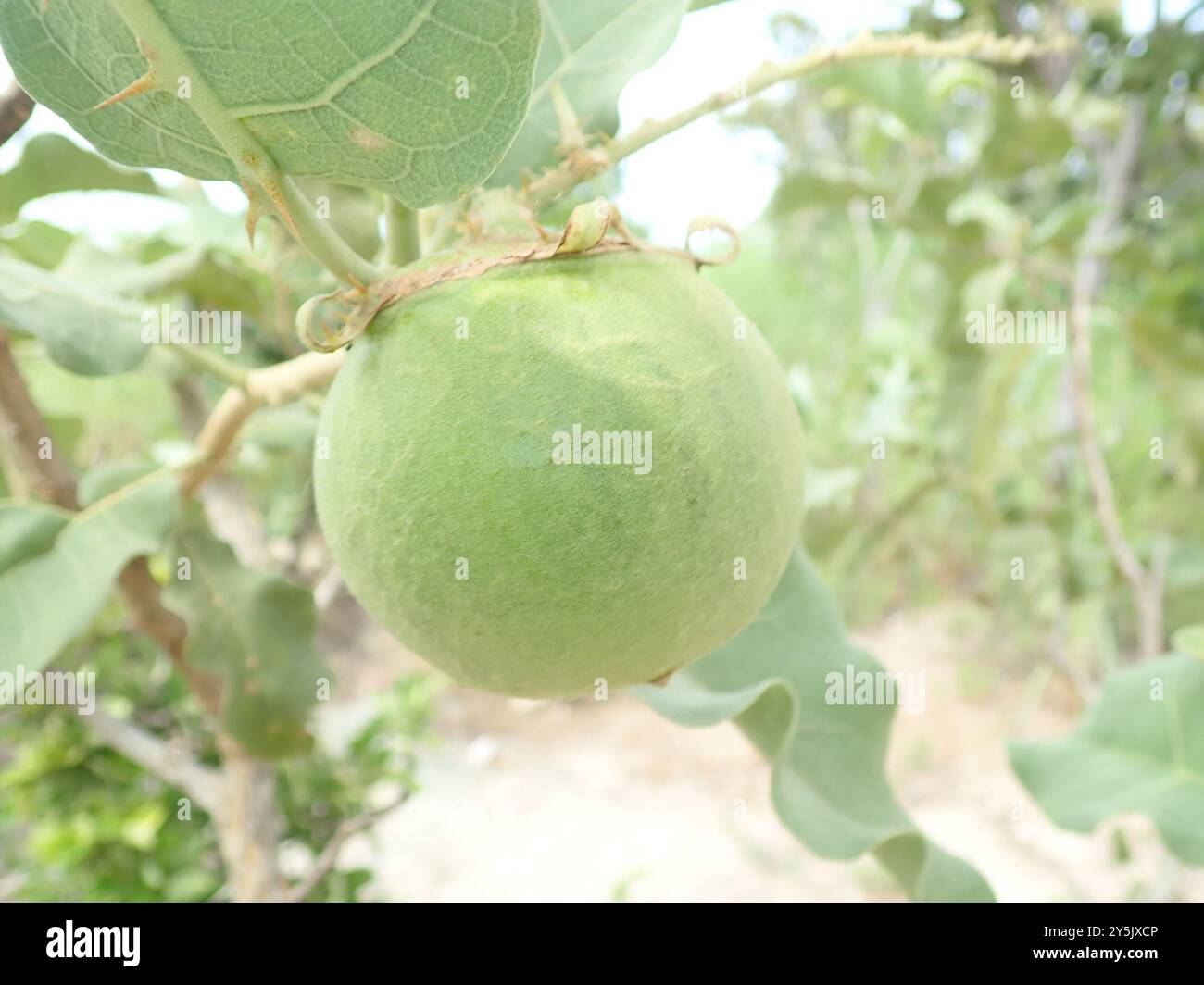 wolf-apple (Solanum lycocarpum) Plantae Stock Photo - Alamy