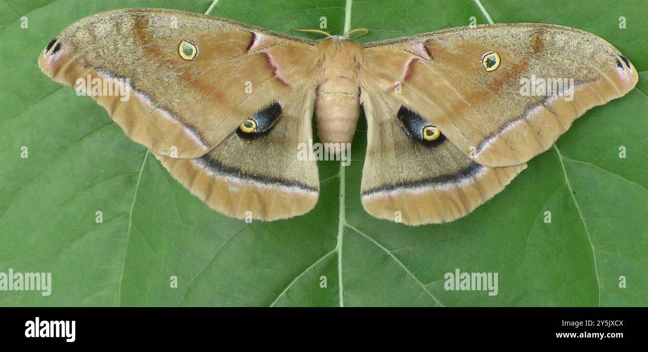 Polyphemus Moth (Antheraea polyphemus) Insecta Stock Photo - Alamy