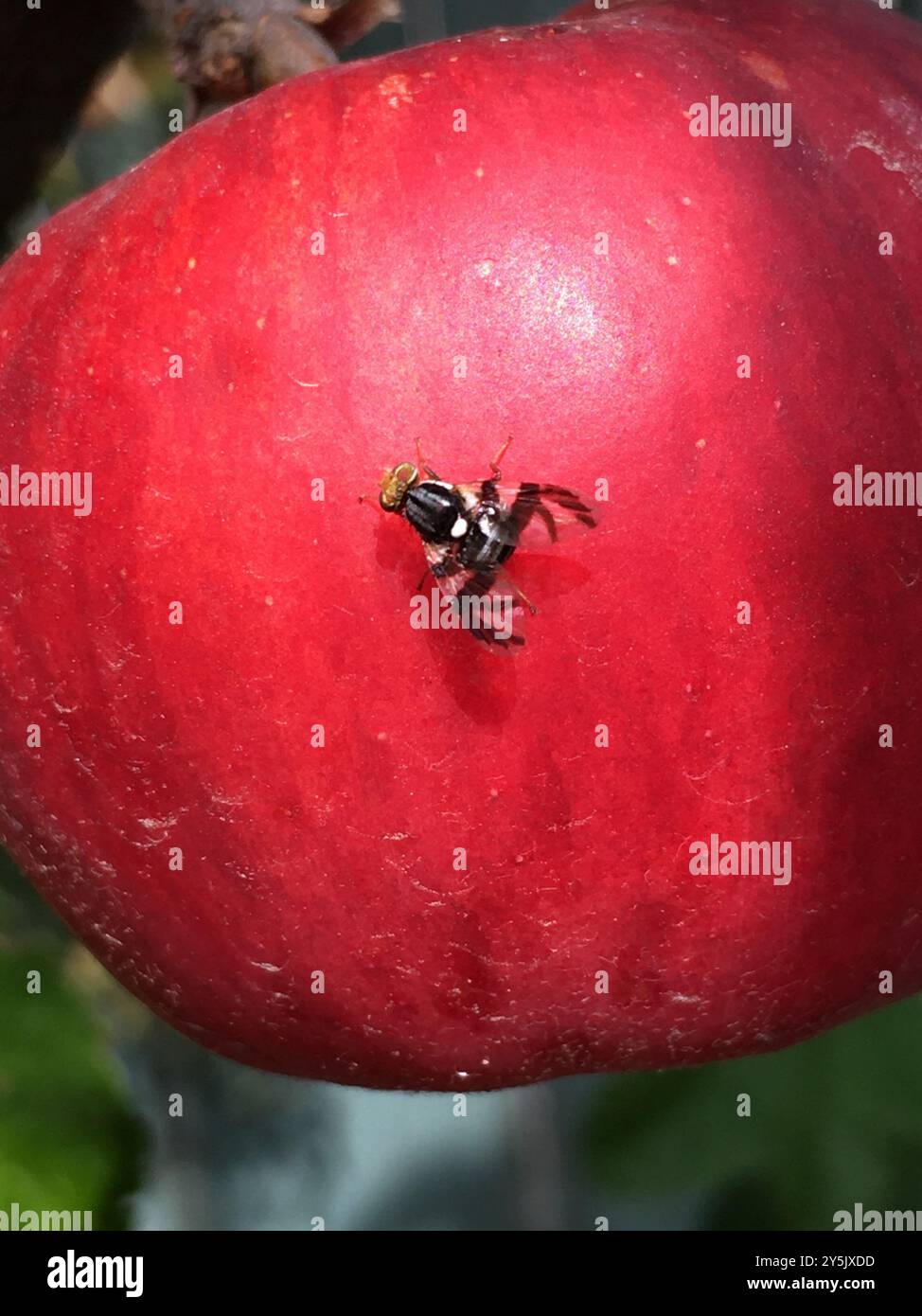 Apple Maggot (Rhagoletis pomonella) Insecta Stock Photo - Alamy