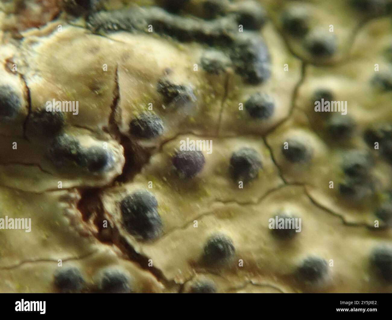 (Pyrenula occidentalis) Fungi Stock Photo - Alamy