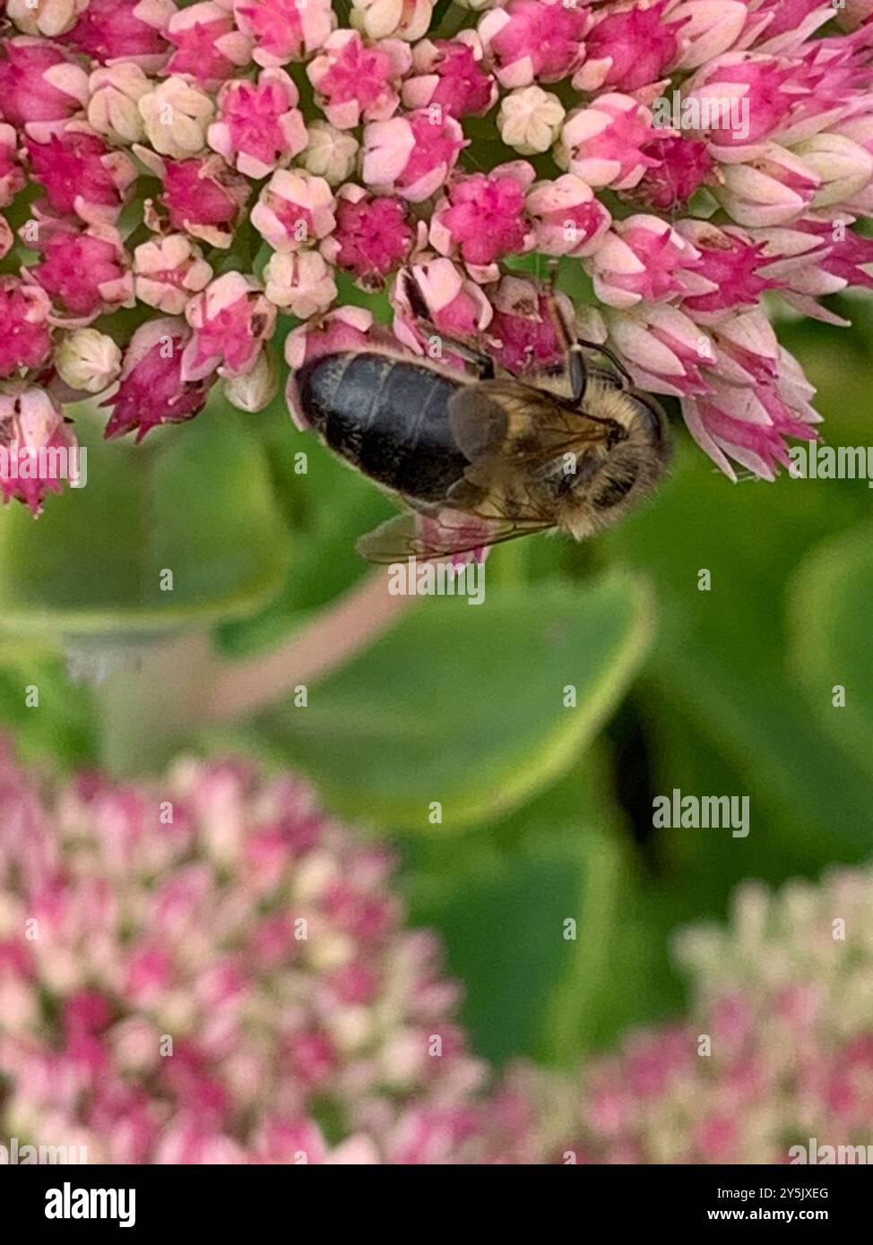 Western Honey Bee (Apis mellifera) Insecta Stock Photo - Alamy