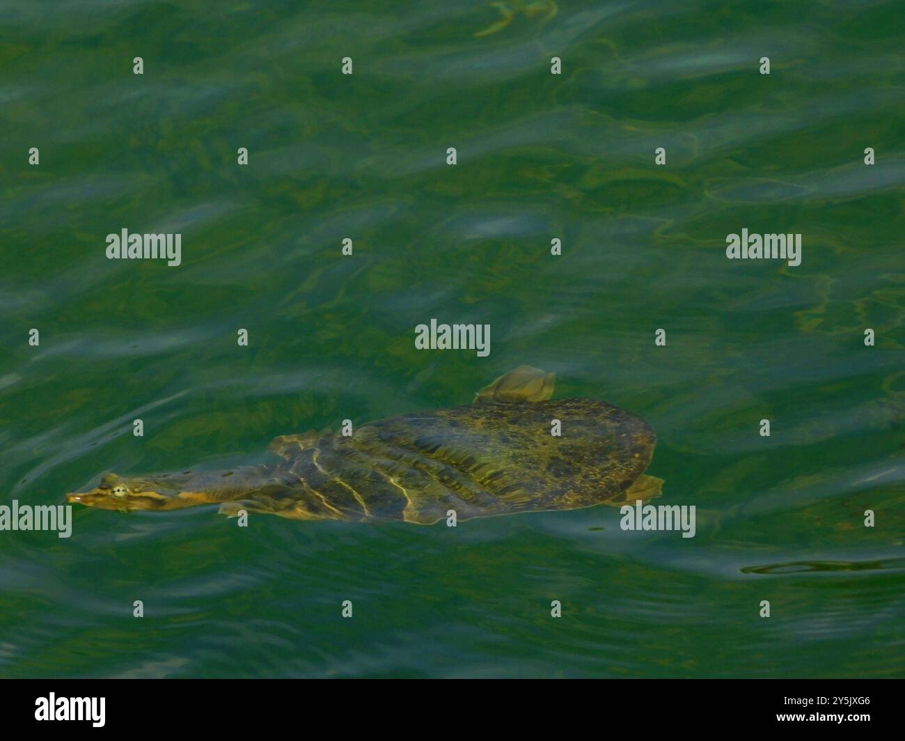 Florida Softshell Turtle (Apalone ferox) Reptilia Stock Photo - Alamy