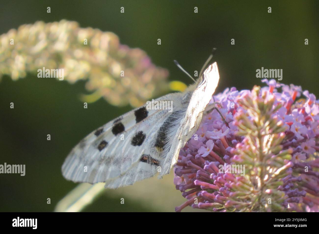 Apollo (Parnassius apollo) Insecta Stock Photo - Alamy