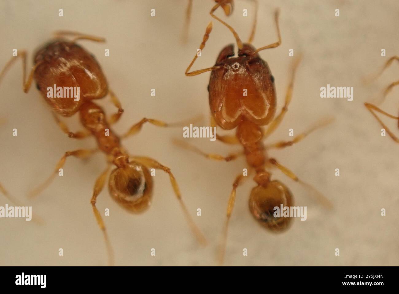 Big-headed Ants (Pheidole) Insecta Stock Photo - Alamy