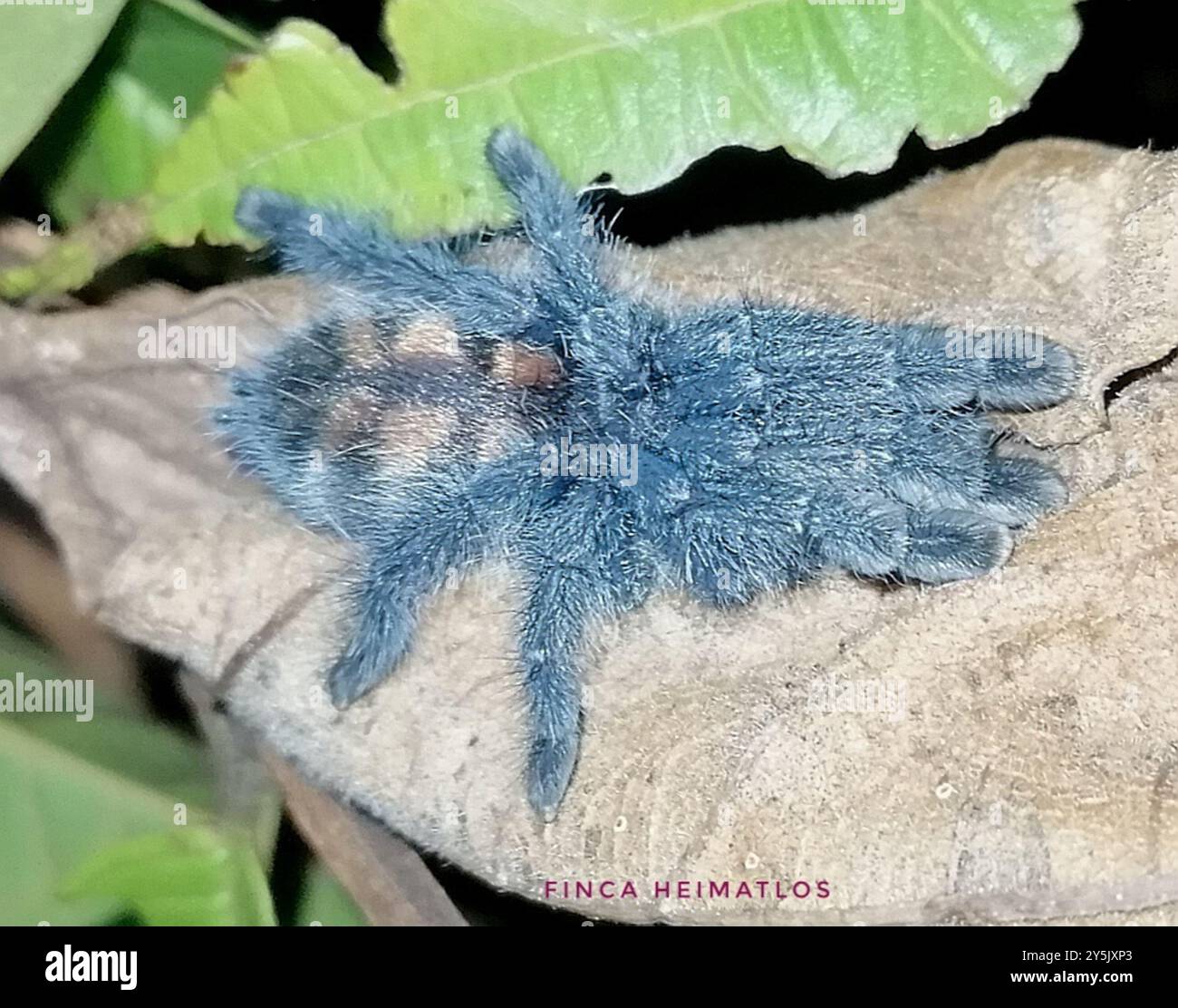 Purple Pinktoe Tarantula (Avicularia purpurea) Arachnida Stock Photo ...