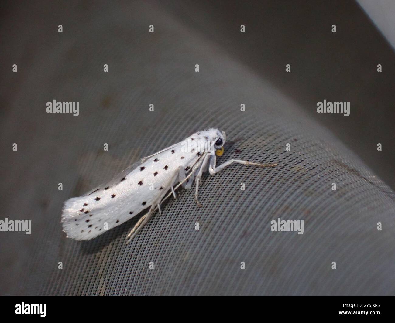 Small Ermine Moths (Yponomeuta) Insecta Stock Photo - Alamy