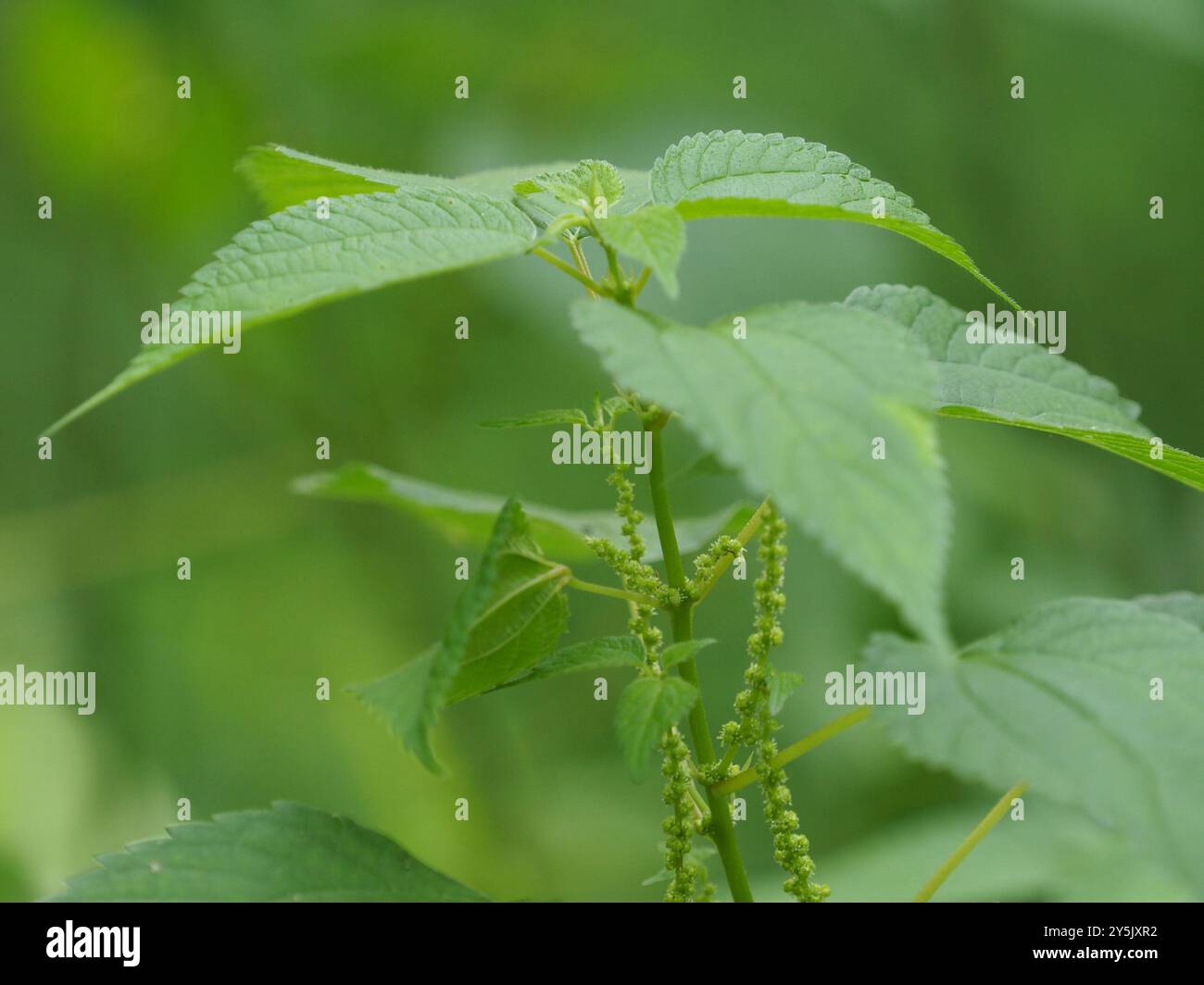 false nettle (Boehmeria cylindrica) Plantae Stock Photo - Alamy