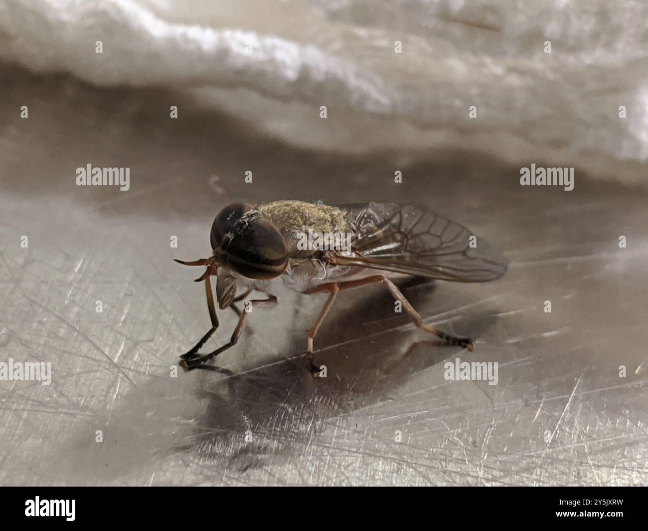 True Horse Flies (Tabanus) Insecta Stock Photo - Alamy