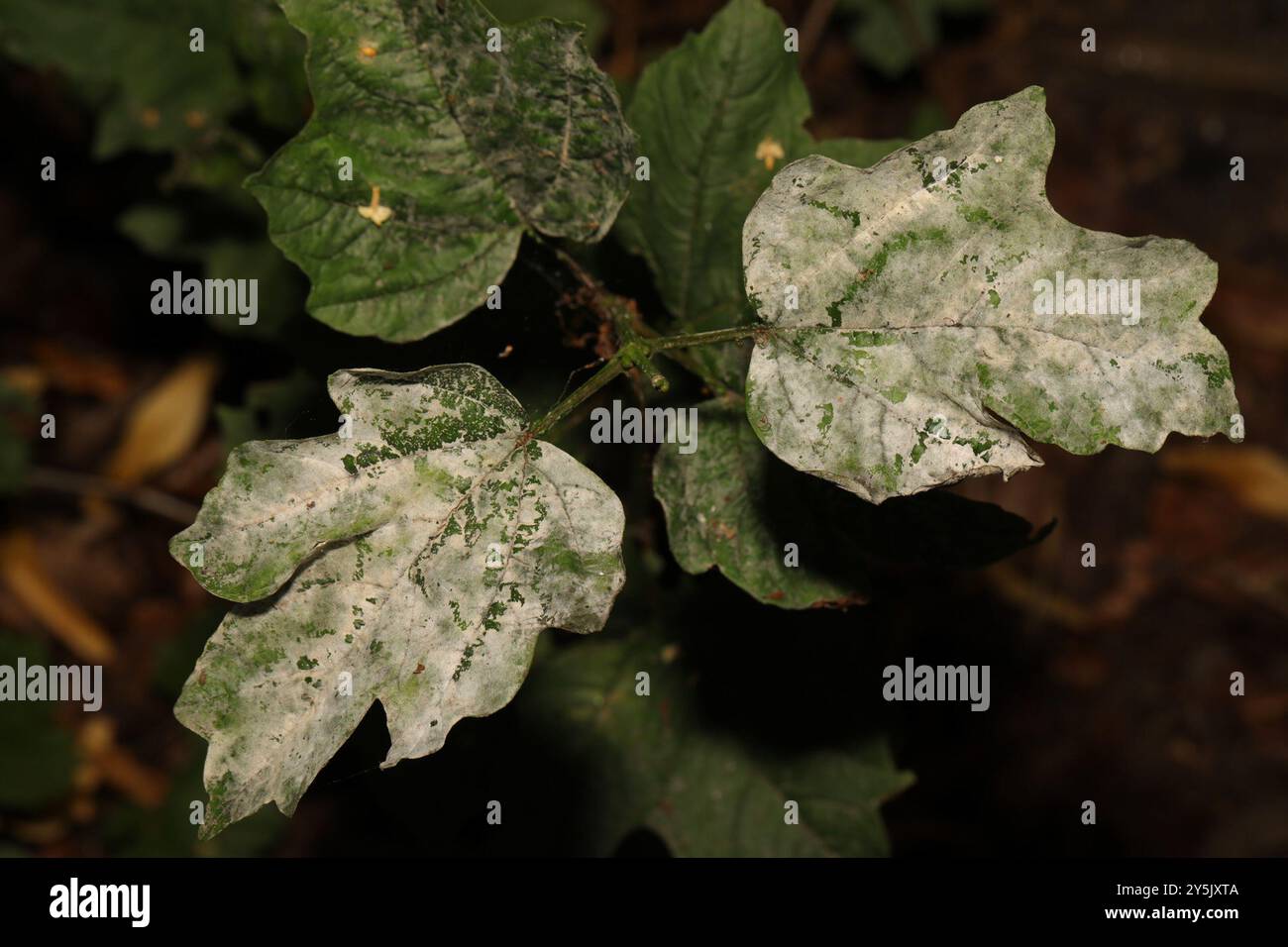 (Erysiphe viburni) Fungi Stock Photo - Alamy