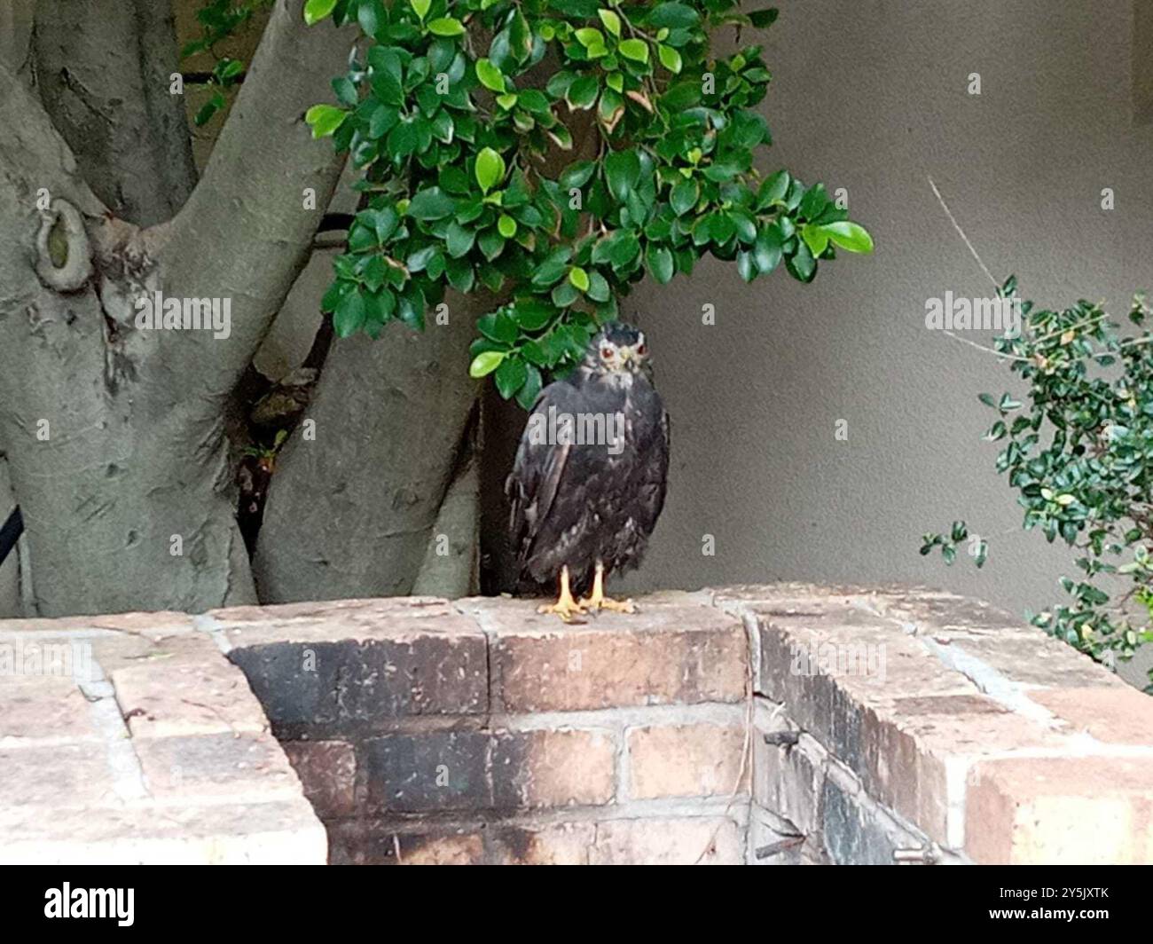 Black Goshawk (Accipiter melanoleucus) Aves Stock Photo - Alamy