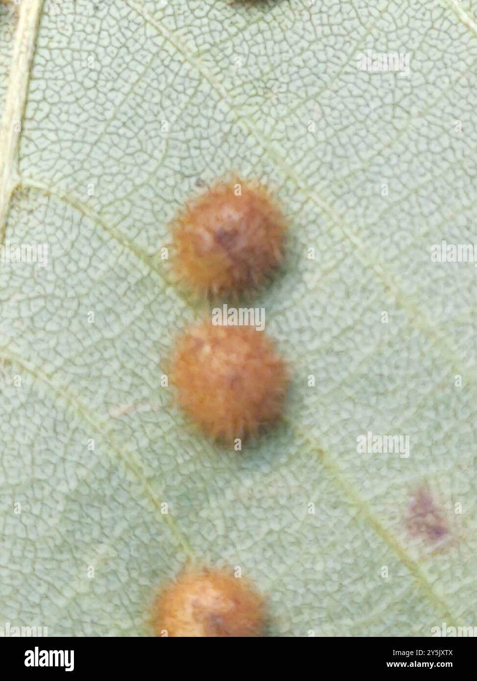 Hickory Placenta Gall Midge (Caryomyia thompsoni) Insecta Stock Photo ...