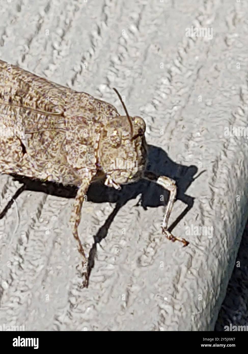 Carolina Grasshopper (Dissosteira carolina) Insecta Stock Photo - Alamy