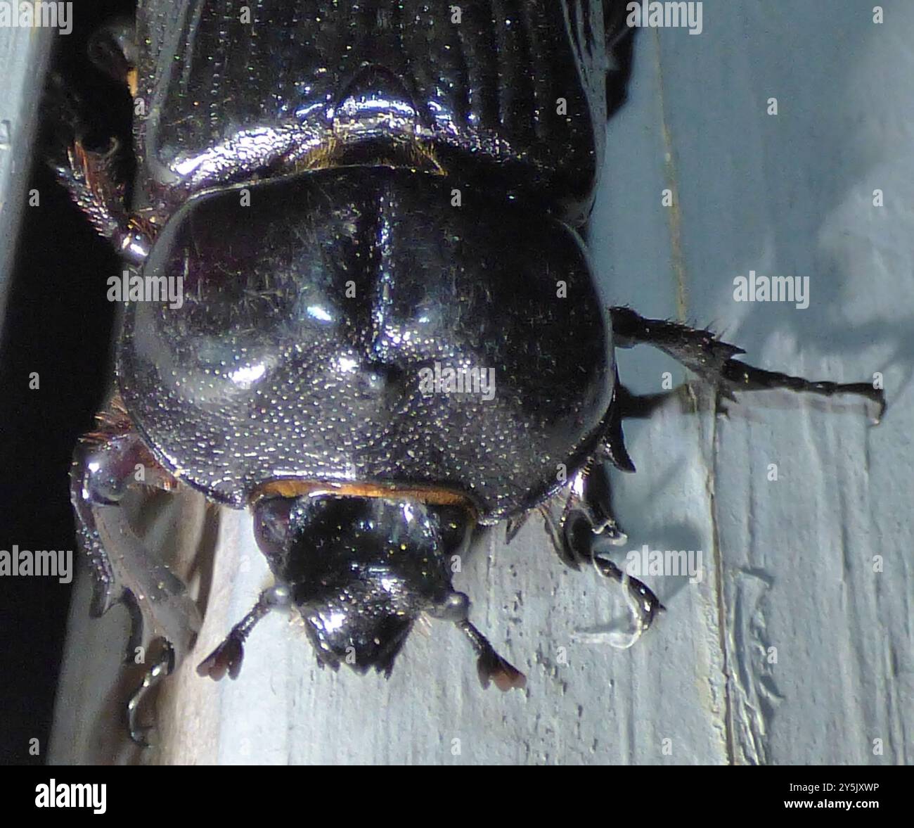 Triceratops Beetle (Phileurus truncatus) Insecta Stock Photo - Alamy