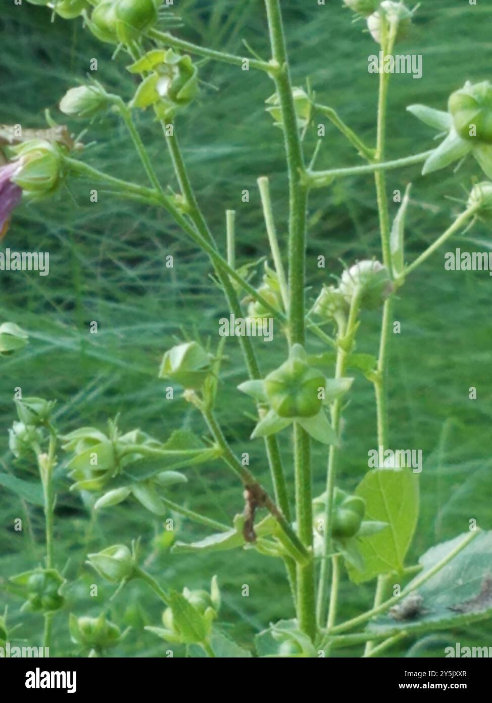 Saltmarsh mallow (Kosteletzkya pentacarpos) Plantae Stock Photo - Alamy