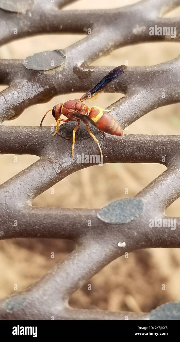 Water-walking wasp (Euodynerus crypticus) Insecta Stock Photo - Alamy