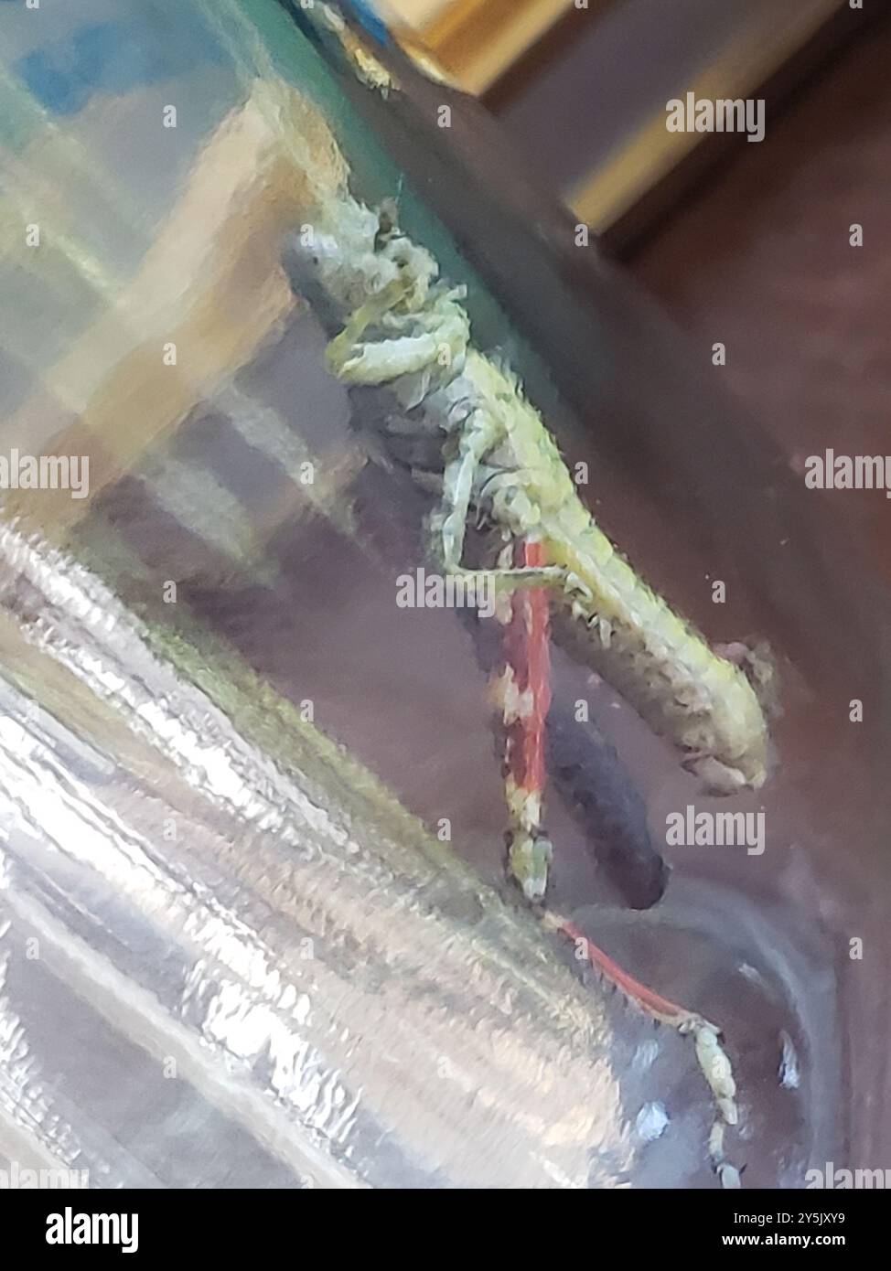 Pine tree Spur-throat Grasshopper (Melanoplus punctulatus) Insecta ...