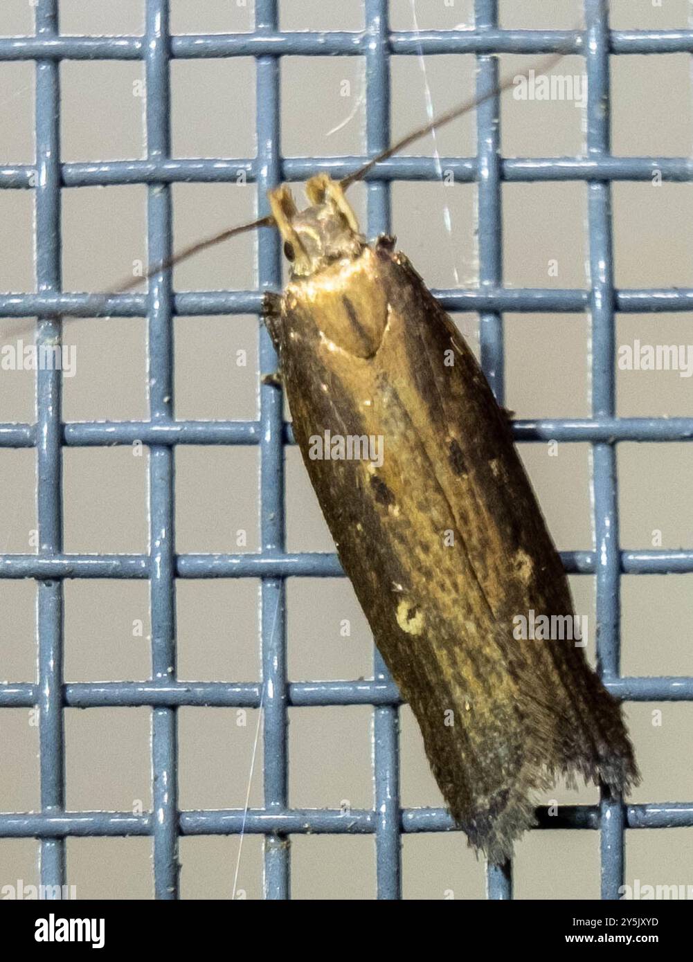 Eye-ringed Chionodes Moth (Chionodes discoocellella) Insecta Stock ...