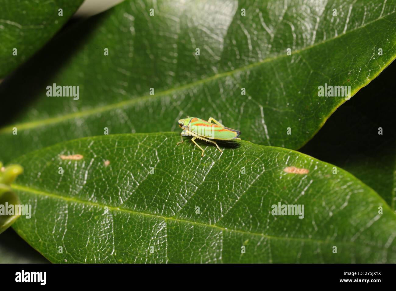 Rhododendron Leafhopper (Graphocephala fennahi) Insecta Stock Photo - Alamy