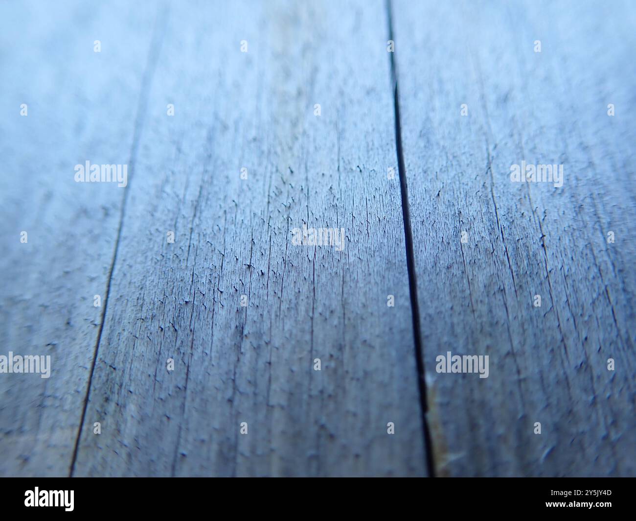 Snag Pin (Mycocalicium subtile) Fungi Stock Photo - Alamy