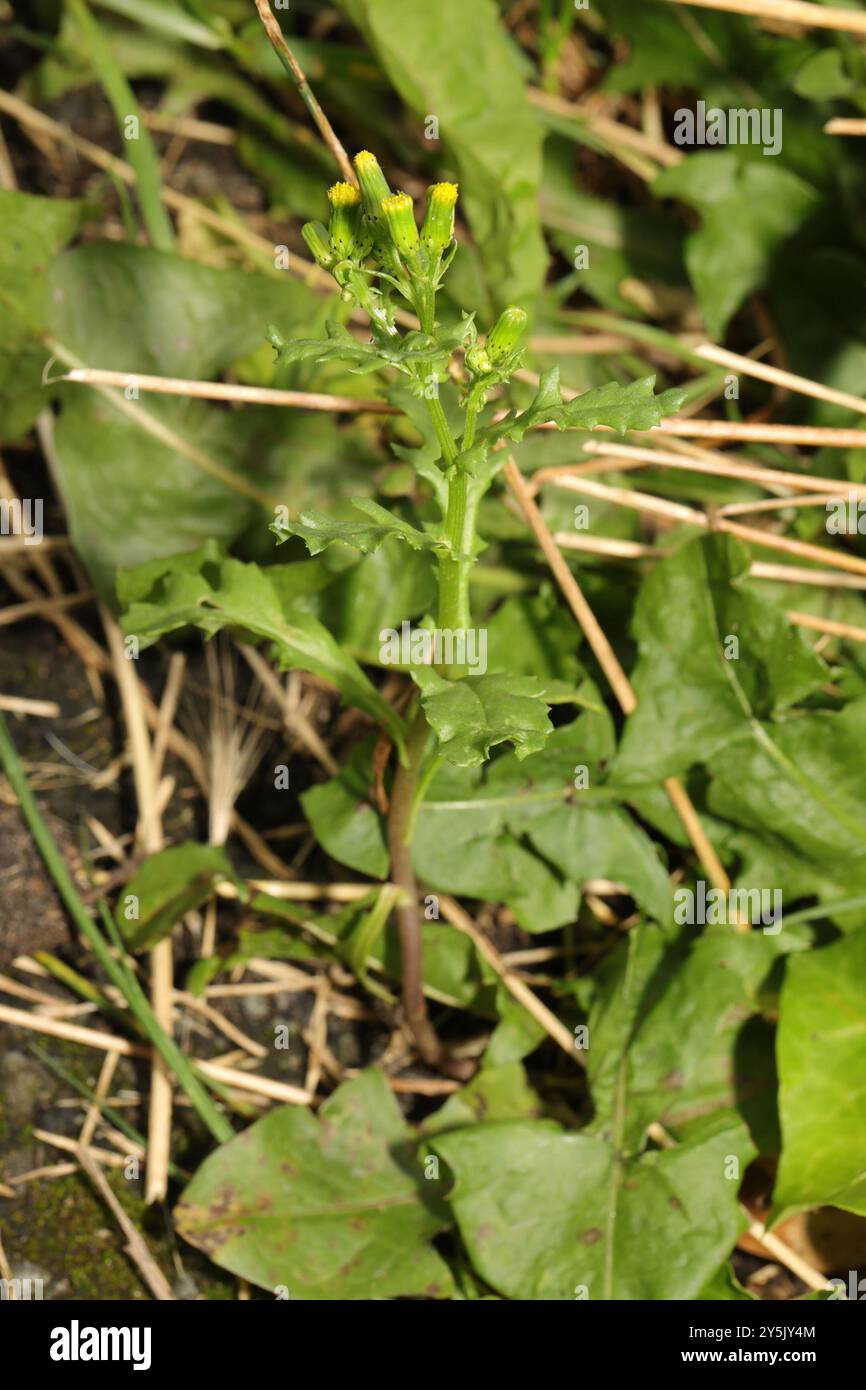 common groundsel (Senecio vulgaris) Plantae Stock Photo - Alamy