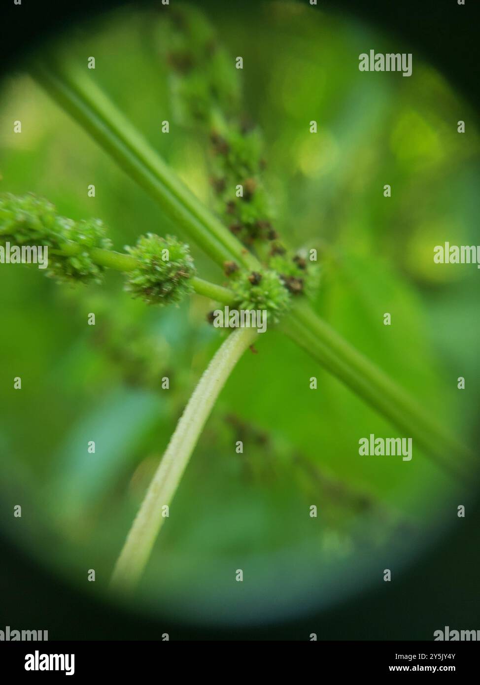 false nettle (Boehmeria cylindrica) Plantae Stock Photo - Alamy
