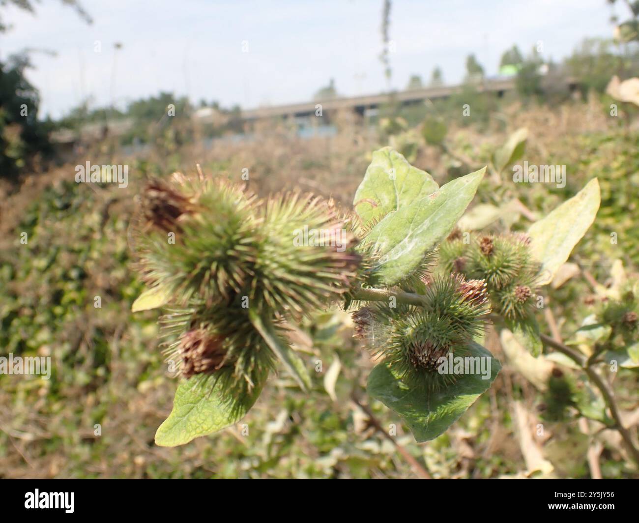 lesser burdock (Arctium minus) Plantae Stock Photo - Alamy