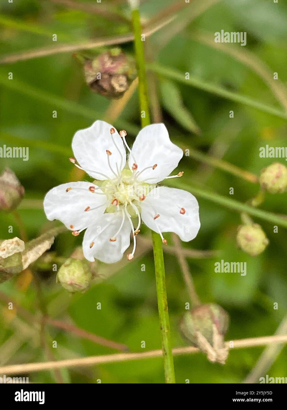 three-toothed cinquefoil (Sibbaldiopsis tridentata) Plantae Stock Photo ...