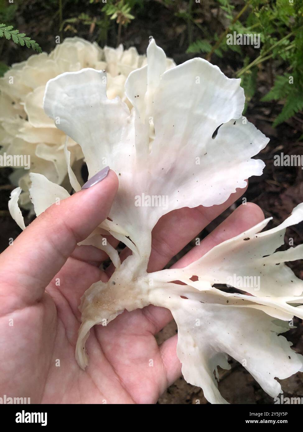 Eastern cauliflower mushroom (Sparassis spathulata) Fungi Stock Photo ...