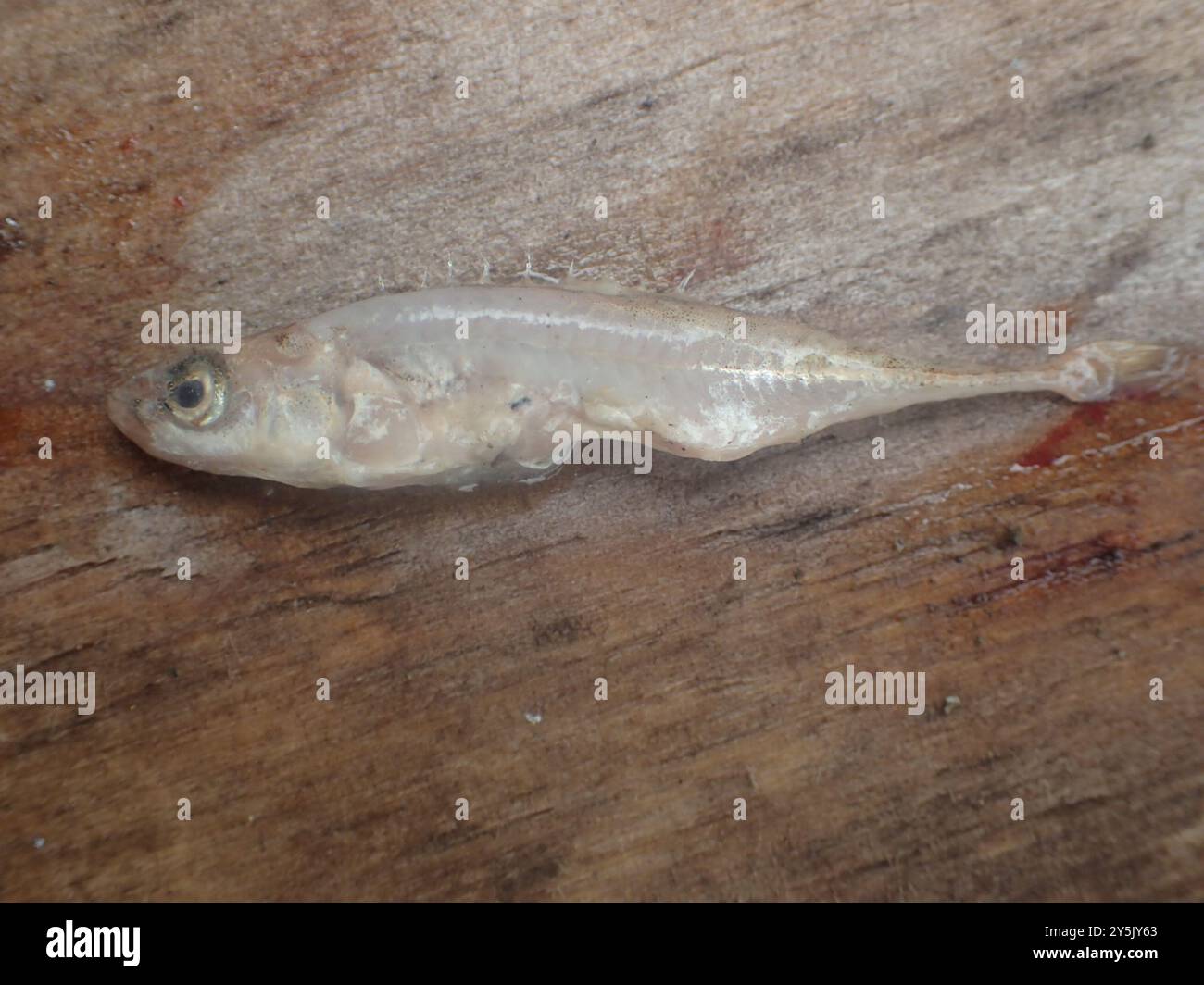 Ninespine Stickleback (Pungitius pungitius) Actinopterygii Stock Photo ...