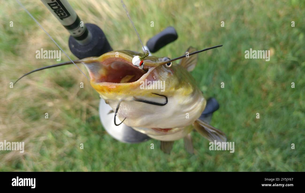 Black Bullhead (Ameiurus melas) Actinopterygii Stock Photo - Alamy