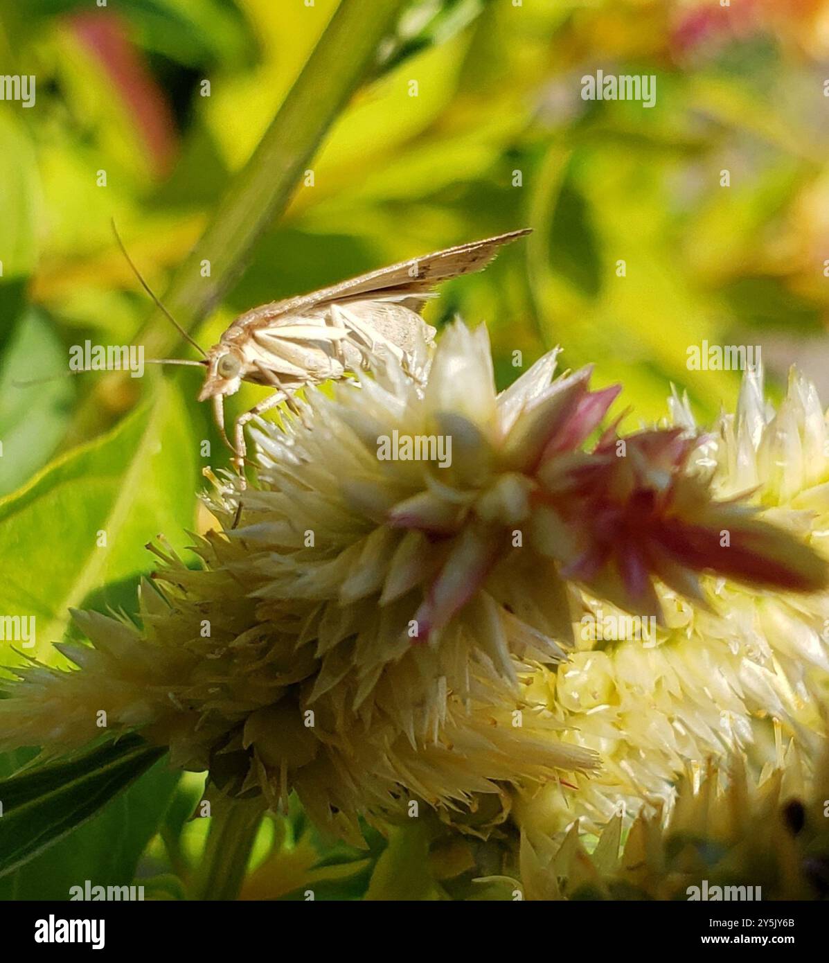 Garden Webworm Moth (Achyra rantalis) Insecta Stock Photo - Alamy