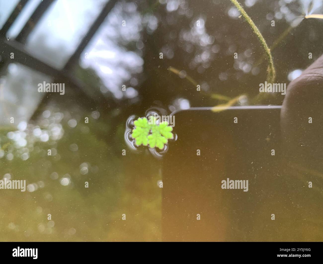 Mosquito Ferns (Azolla) Plantae Stock Photo - Alamy