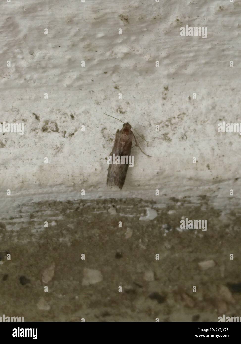 Dotted Oak Knot-horn (Phycita roborella) Insecta Stock Photo - Alamy