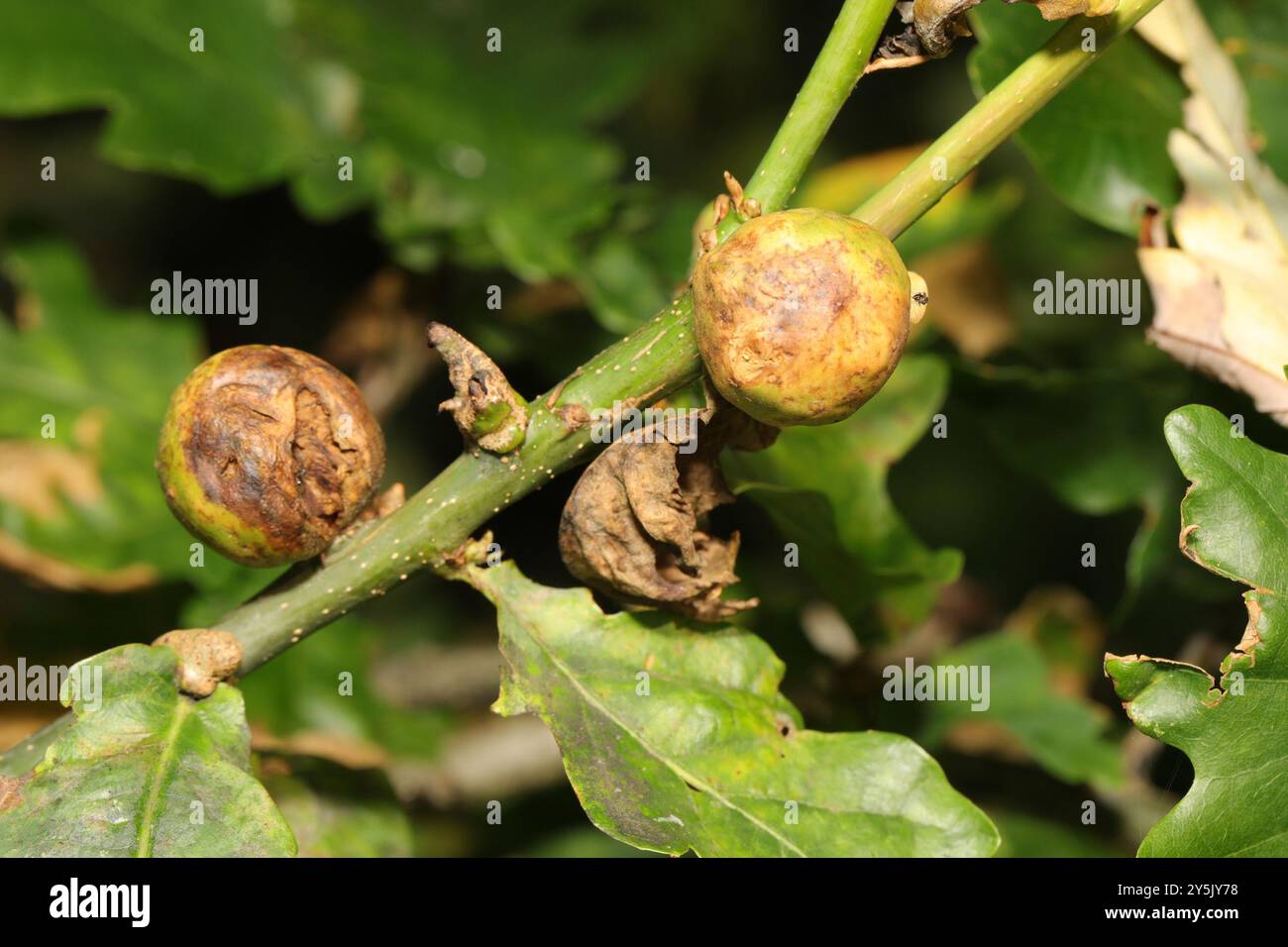 Oak Marble Gall Wasp (Andricus kollari) Insecta Stock Photo - Alamy