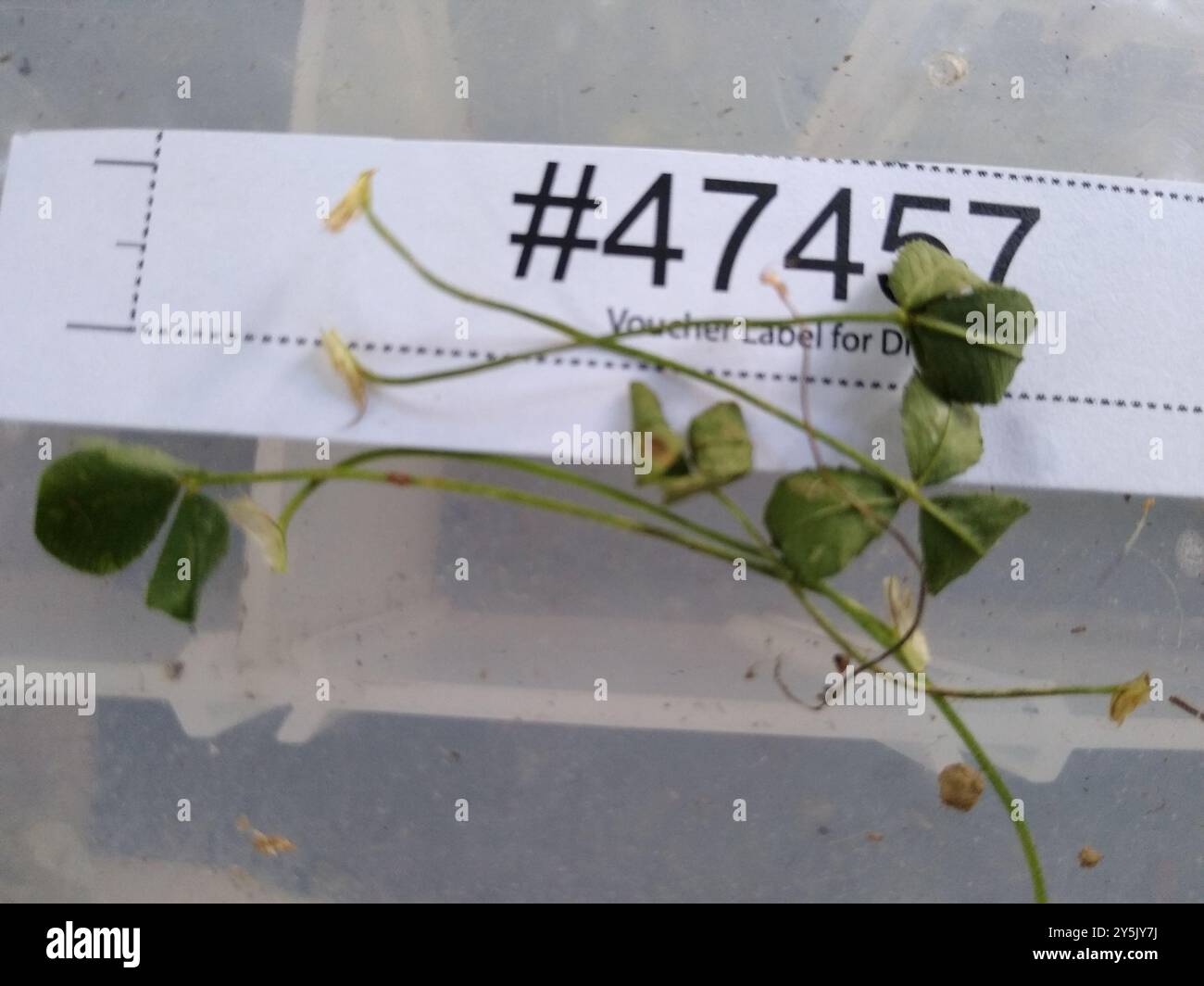 Clover Powdery Mildew (Erysiphe trifoliorum) Fungi Stock Photo - Alamy